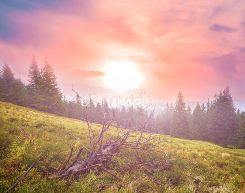 Mount Slope with Grass and Forest Stock Photo - Image of bright, light ...