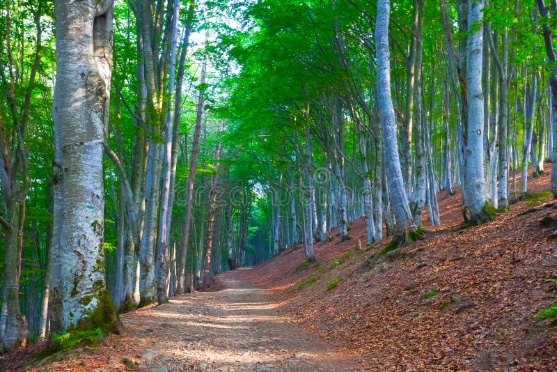 Mount Slope with Green Forest Stock Image - Image of autumn, panoramic ...