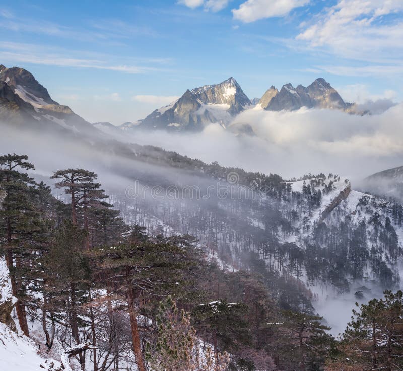 Mount Slope with Pine Forest in a Clouds Stock Image - Image of ...