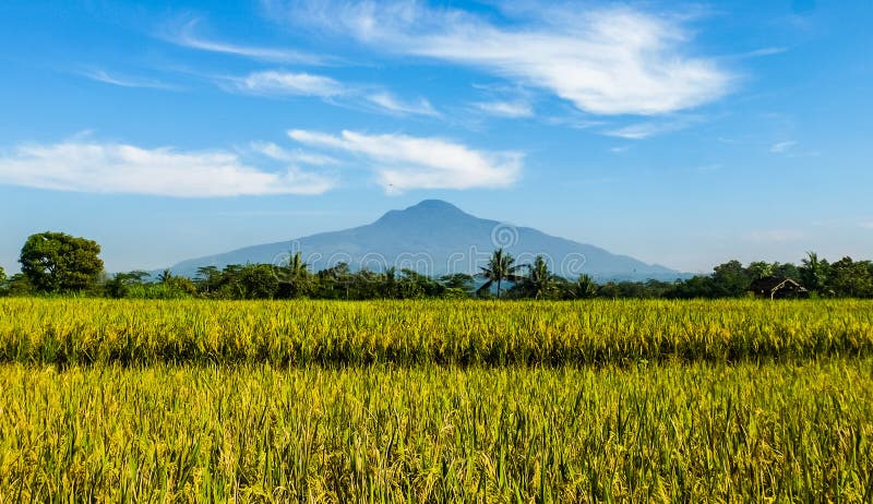 Mount Tampomas, Sumedang,West Java,Indonesia Stock Image - Image of ...