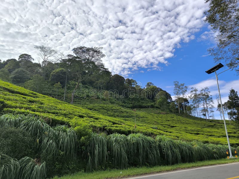 Mount tea stock image. Image of hilltea, mount, gardentea - 315540771
