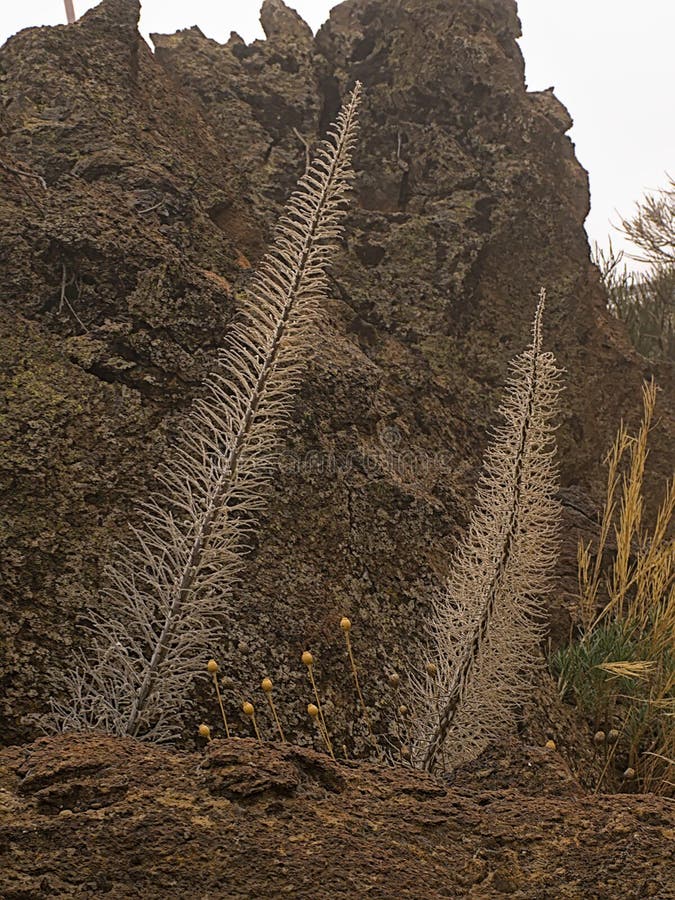 Mount Teide Bugloss Plants in Winter Form - Echium Wildpretii Stock ...