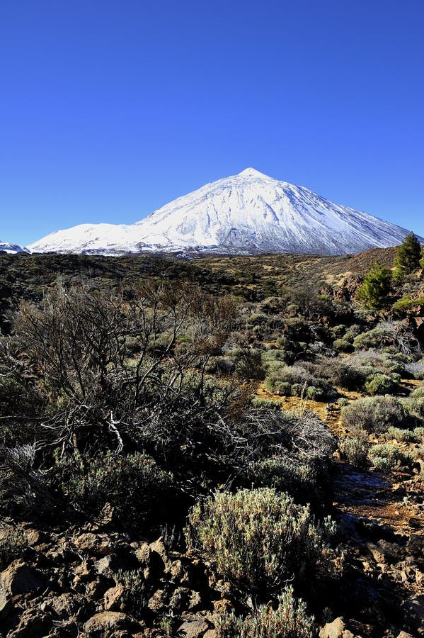 Mount Teide stock photo. Image of snow, path, shrubs - 42641708
