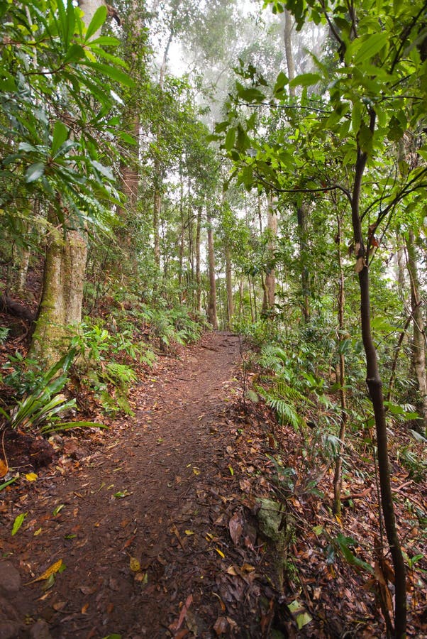 Mount Warning stock photo. Image of vegetation, rocks - 39123674