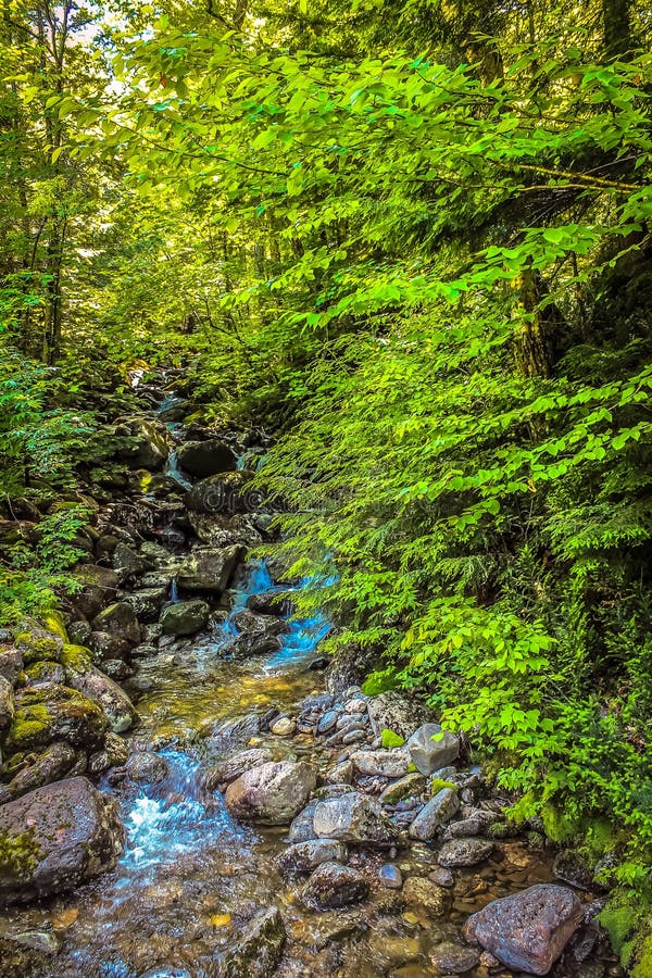 Mount Washington Forest Greenery and Water Stream Stock Image - Image ...