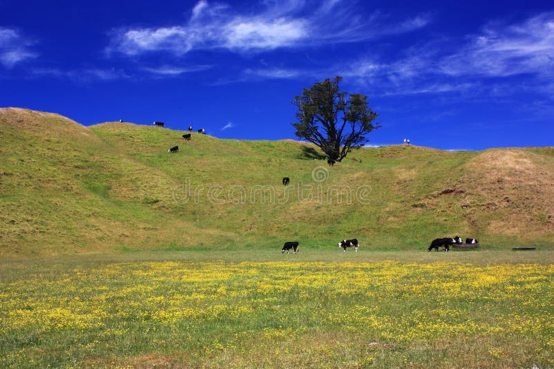 Mount Wellington in Auckland in Spring Time Stock Image - Image of ...