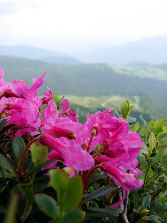 Alpine azalea stock photo. Image of taiwan, park, 3000m - 18182684
