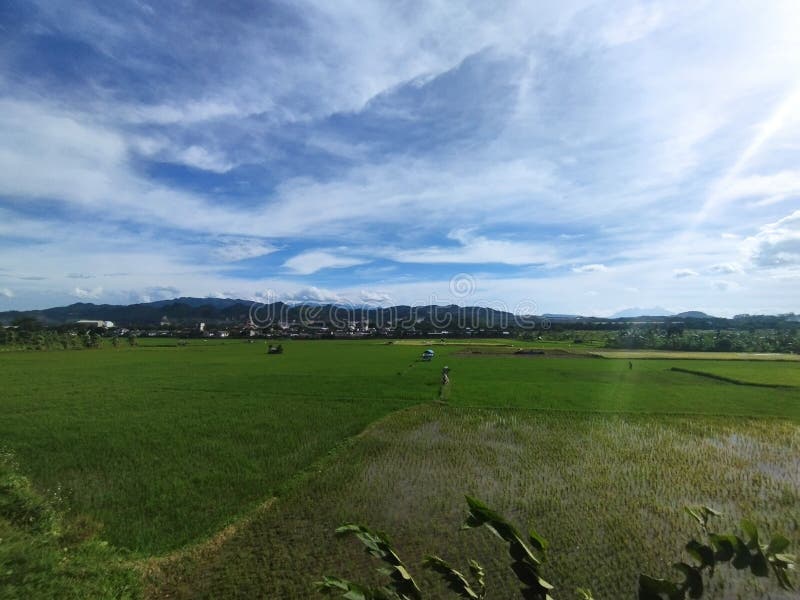 Mountain in the Afternoon with Rice Fields Stock Image - Image of rice ...