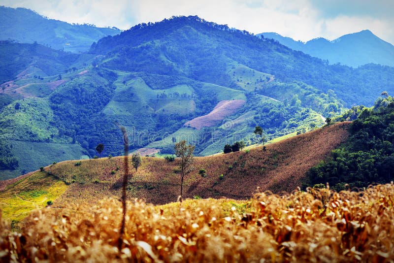 Mountain agriculture stock image. Image of corn, color - 89418773