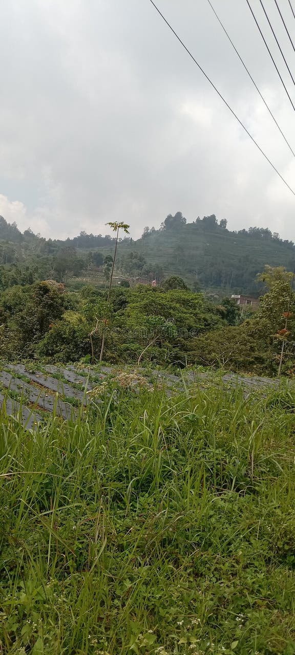 Mountain andong stock image. Image of flower, green - 318371267