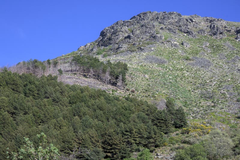 Mountain Area Reforested with Trees To Avoid Erosion and Repopulate ...