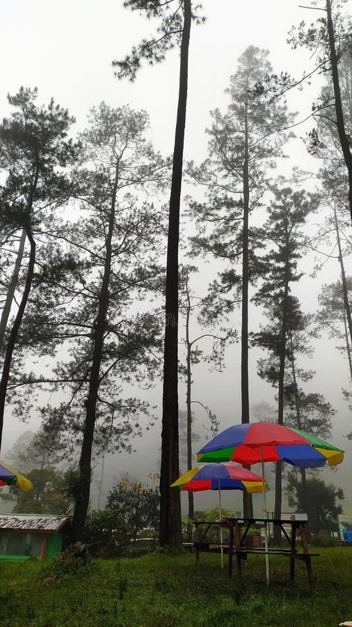 Mountain area tree view stock photo. Image of area, mountain - 269192860