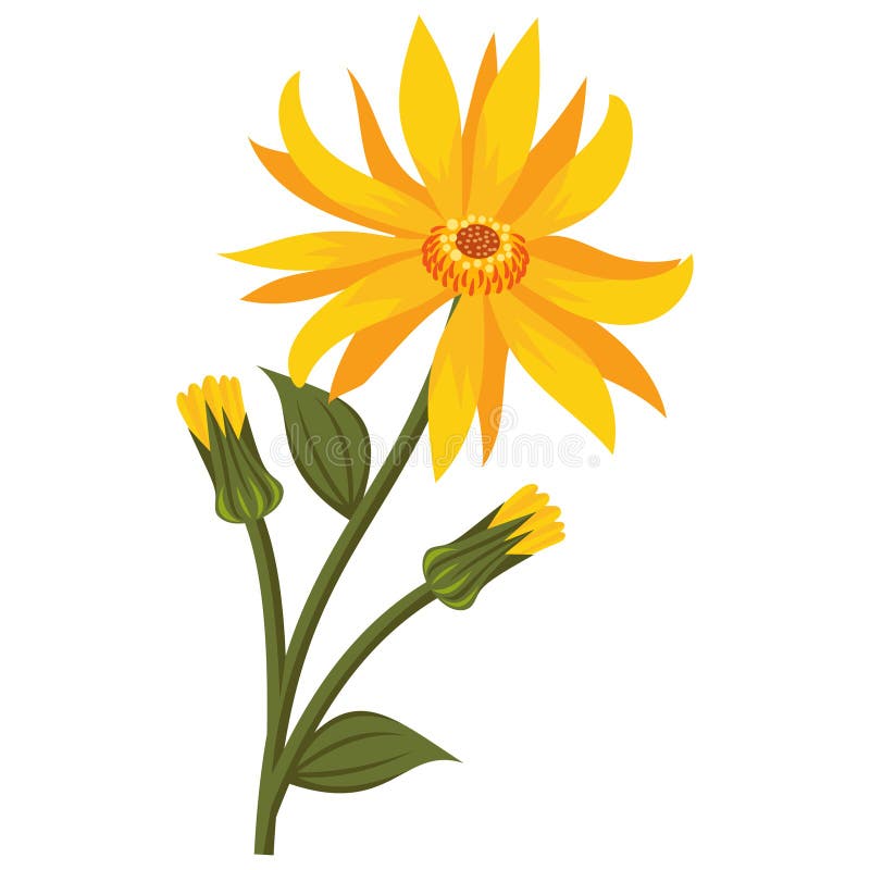 Mountain Arnica Flower Illustration Stock Vector - Illustration of ...