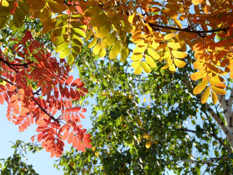 Mountain ash stock image. Image of leaves, shine, yellow - 21586223