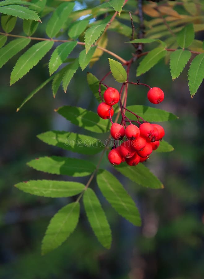 Mountain ash. stock image. Image of nature, foliage, branch - 26520991