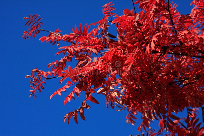 Red Maples stock photo. Image of fall, foliage, autumn - 813234