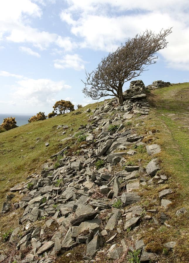 Mountain Ash stock image. Image of windy, rugged, wales - 743725