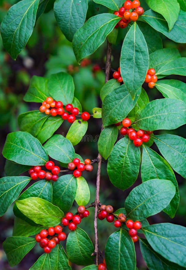 Mountain-ash Also Called Rowan Stock Photo - Image of aucuparia ...