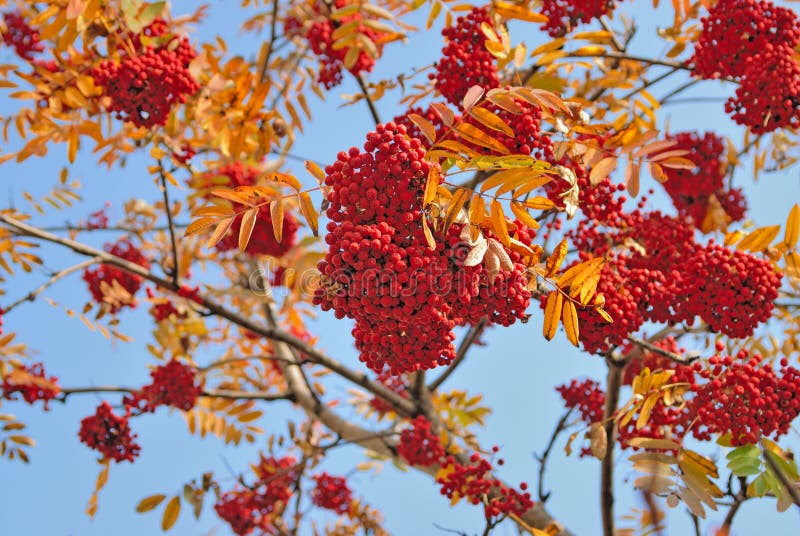 Mountain ash background stock image. Image of colorful - 10588295