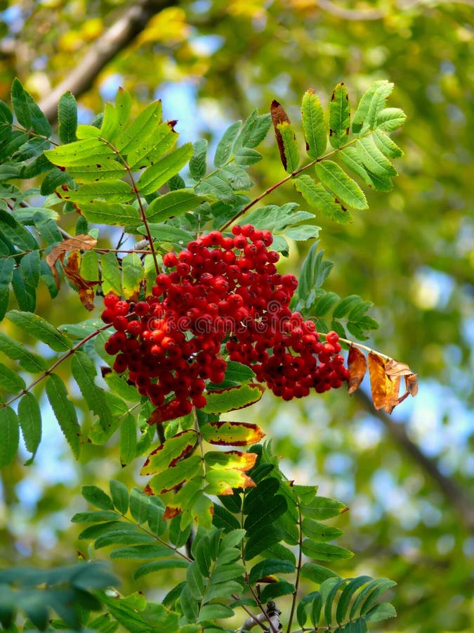 Mountain Ash. Berries. Autumn. Stock Photo - Image of food ...