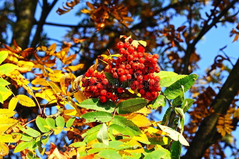 Mountain Ash berries. stock image. Image of autumn, berry - 46671457