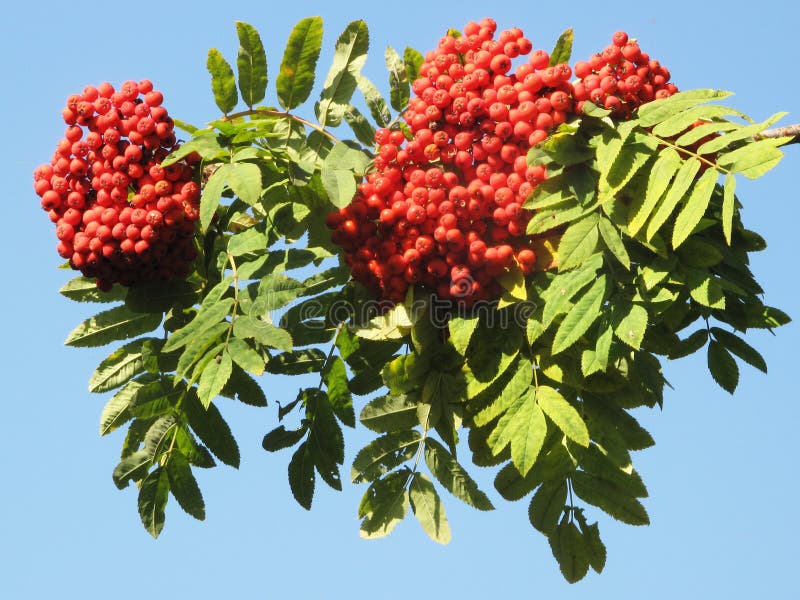 Mountain ash berry stock photo. Image of mountain, autumn - 16442348