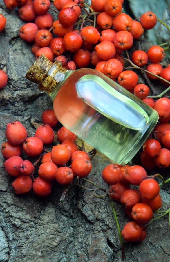 Mountain ash berry oil stock image. Image of leaf, ingredient - 203514175