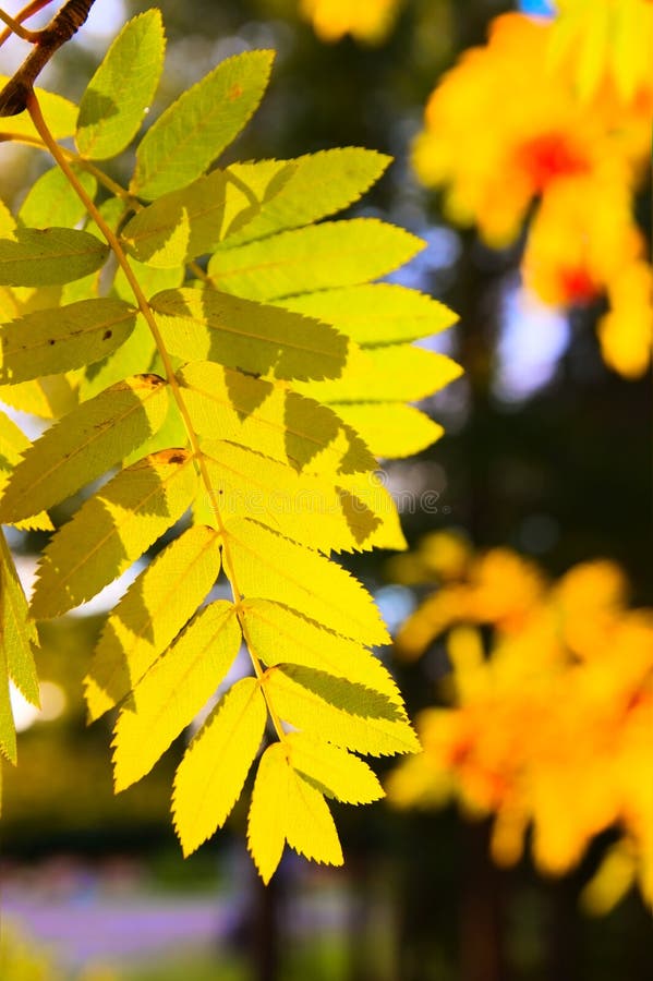 Mountain ash branch stock photo. Image of natural, outdoor - 11201756