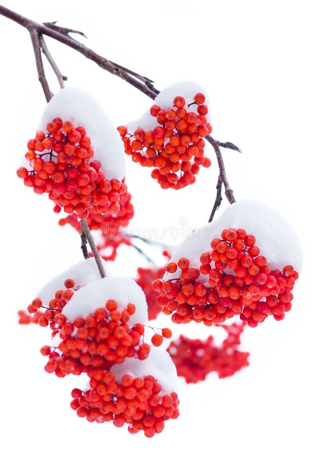 Mountain ash branch stock image. Image of isolated, environment - 45379869