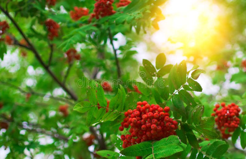 Mountain Ash Branch Closeup Stock Image - Image of flora, mountain ...