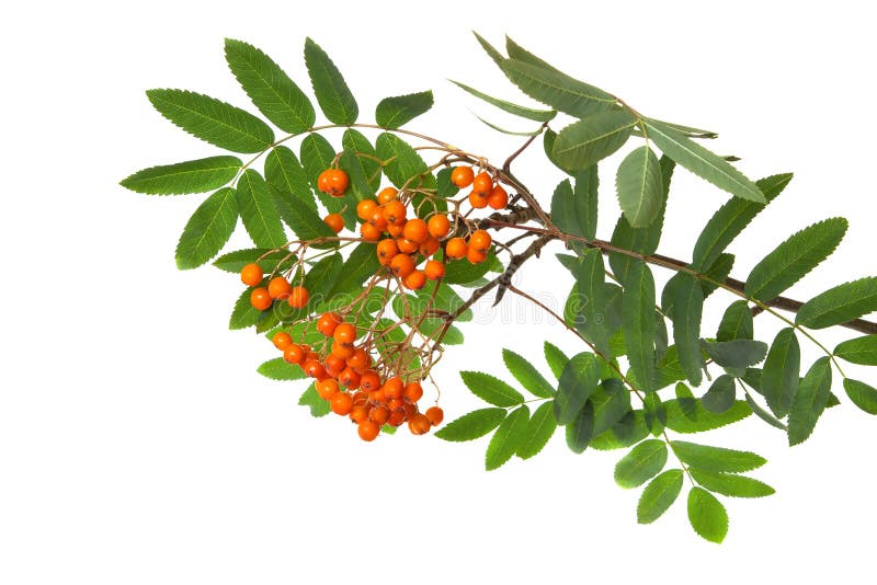 Mountain Ash Branch Isolated on a White Stock Photo - Image of tree ...
