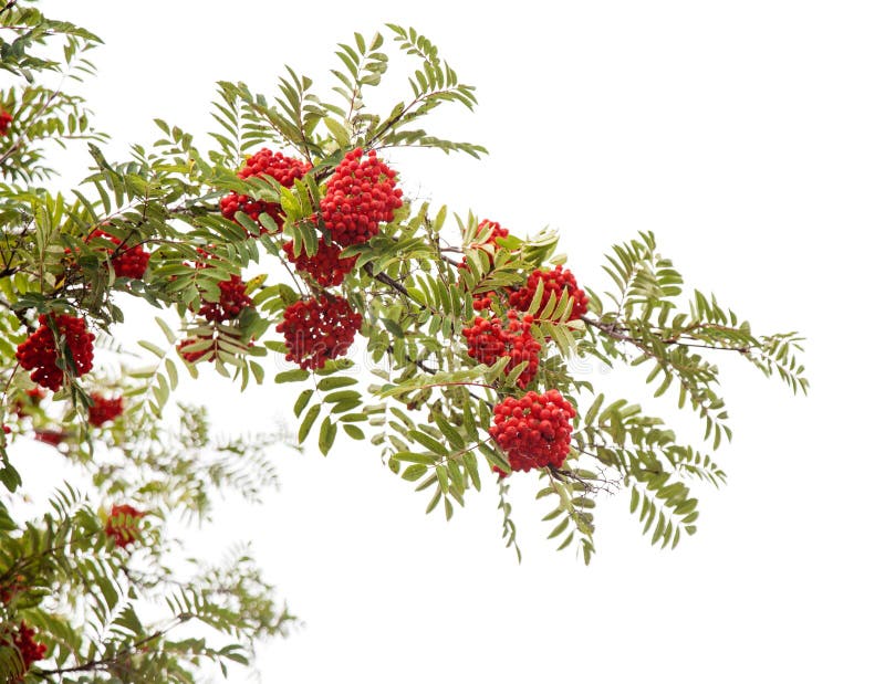Mountain ash branch stock image. Image of beautiful - 100050859
