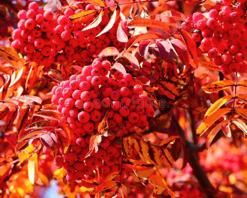 Mountain ash stock image. Image of colorful, horizontal - 45652447