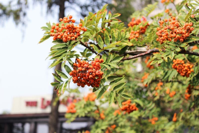 Orange mountain ash stock photo. Image of green, season - 60528682