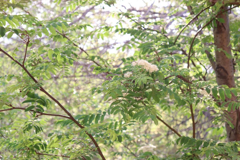 Mountain ash color stock photo. Image of spring, flower - 185351306