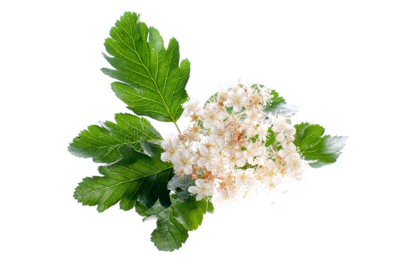 Mountain ash flowers. stock photo. Image of color, blooming - 104922720