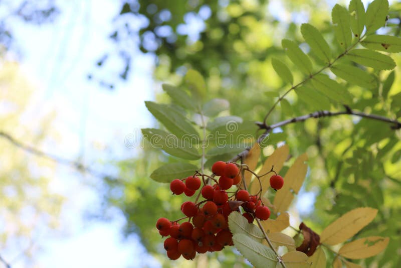 Mountain ash in forest stock image. Image of tree, plant - 121292031