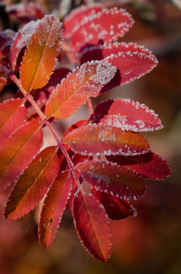 Mountain Ash Red stock image. Image of macro, leaf, twig - 73755101