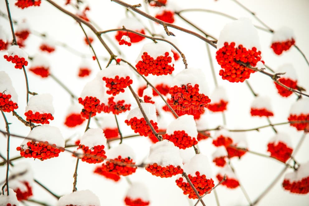 Mountain ash in winter stock image. Image of nature - 160818439