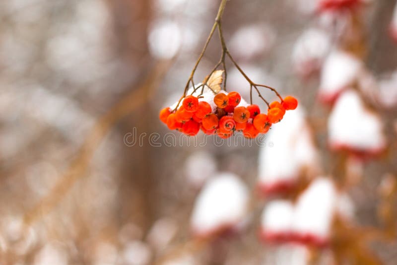 Mountain ash in snow stock image. Image of beautiful - 84368875