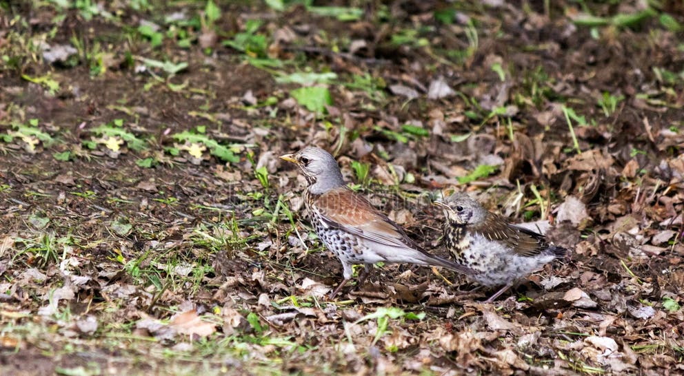 A Mountain Ash Thrush with a Baby Bird in Spring on the Ground Stock ...