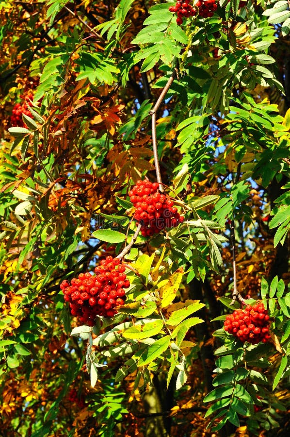 Mountain Ash berries. stock image. Image of autumn, berry - 46671457