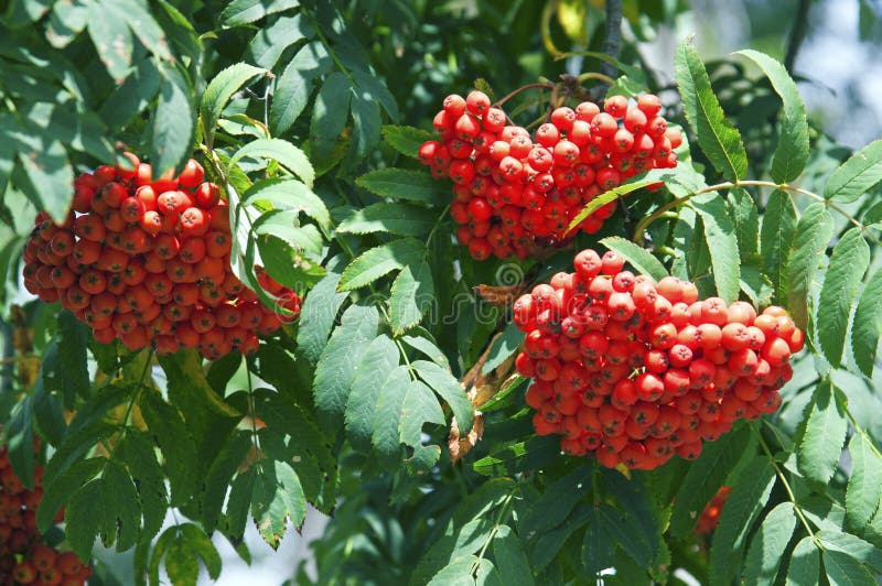 Mountain-ash tree berry stock image. Image of branch - 72857699