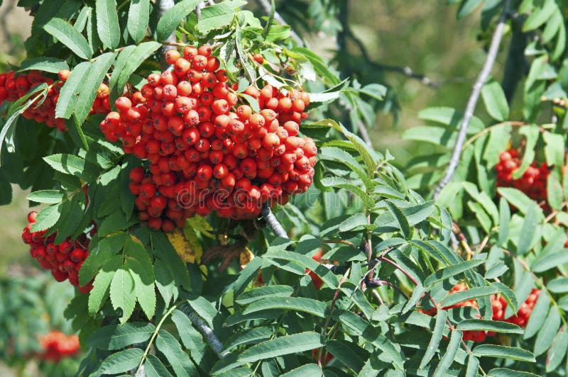 Mountain-ash tree berry stock image. Image of lots, color - 72859389