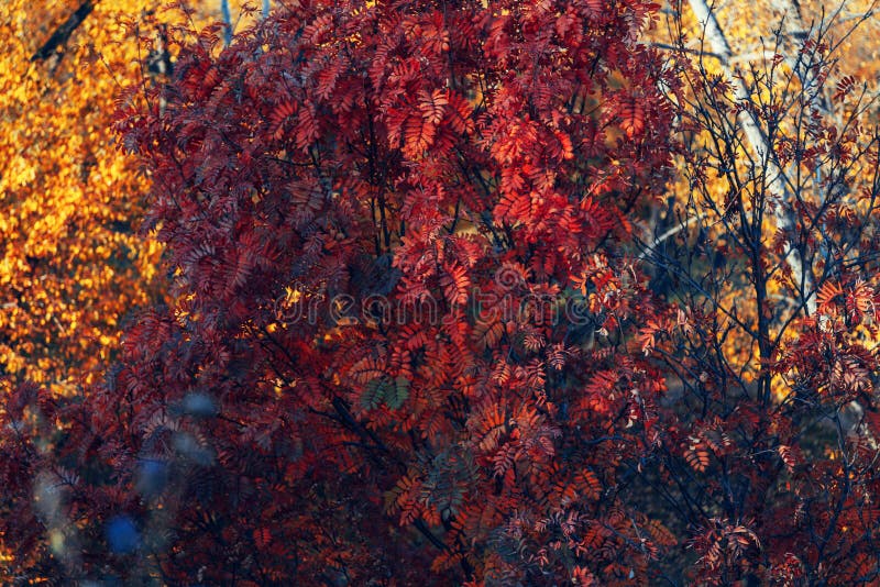 Mountain Ash Tree Covered with Red Autumn Leaves Stock Photo - Image of ...