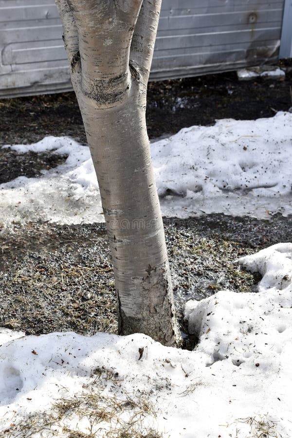 Mountain Ash Tree Trunk in Spring in Water and Ice Stock Photo - Image ...