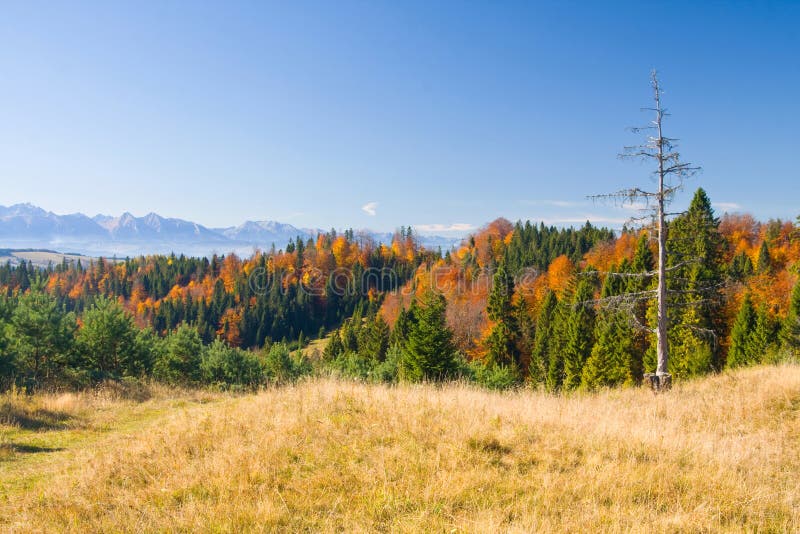 The Mountain Autumn Landscape Stock Photo - Image of forest, fresh ...