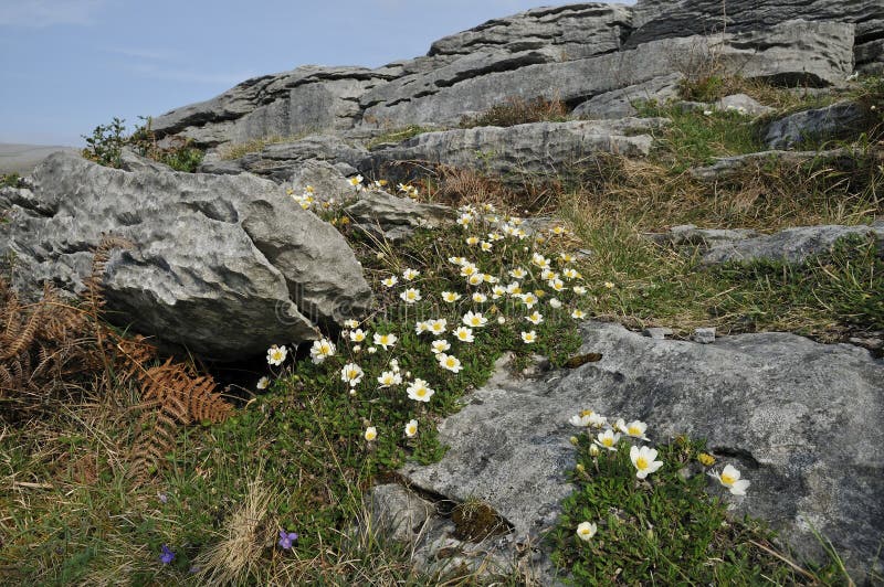 Mountain Avens on Limestone Pavement Stock Photo - Image of gryke ...