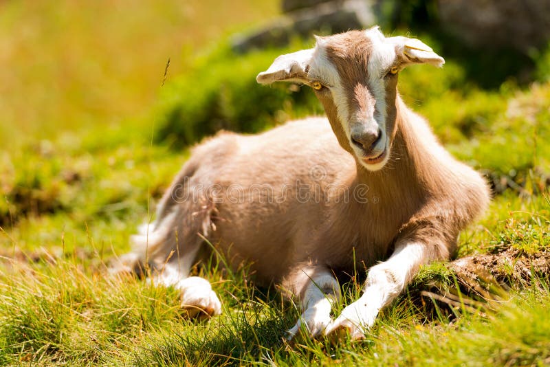 Young Mountain Goat Resting on Green Grass - Italian Alps Stock Image ...