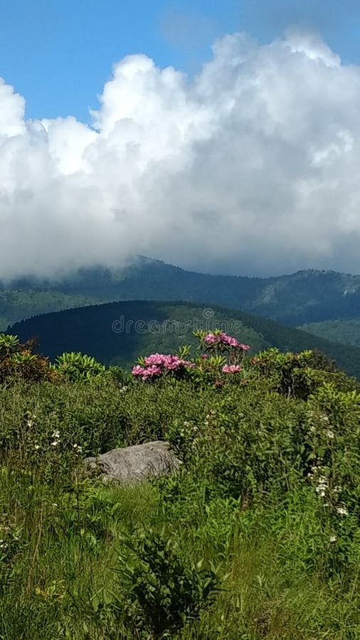 Mountain balds in summer stock image. Image of pisgah - 97630005